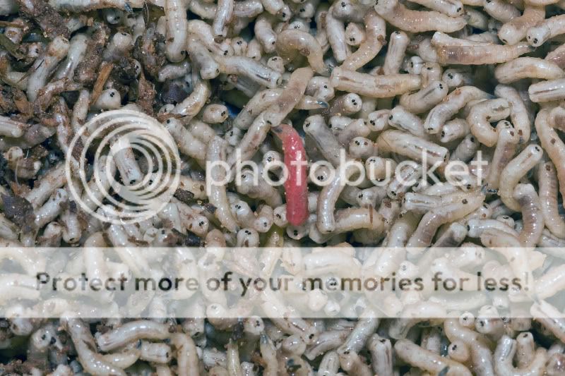 Maggots Pictures, Images & Photos | Photobucket