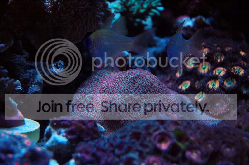 any Tyree pink sand dollar colony pics? - Reef Central Online Community
