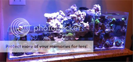 Nano Build - Jonny's NANO ADA Waterfall Tank | Reef2Reef