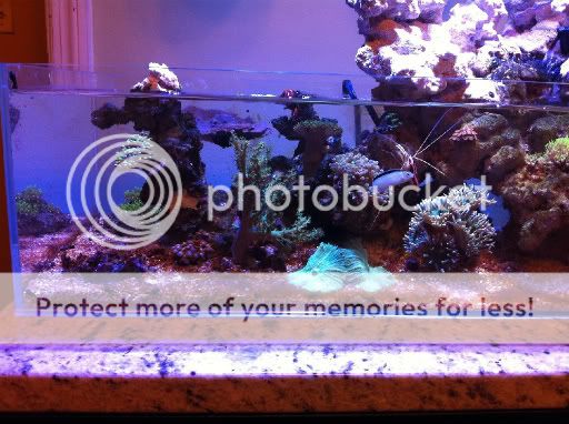 Nano Build - Jonny's NANO ADA Waterfall Tank | Reef2Reef