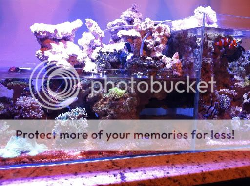 Nano Build - Jonny's NANO ADA Waterfall Tank | Reef2Reef