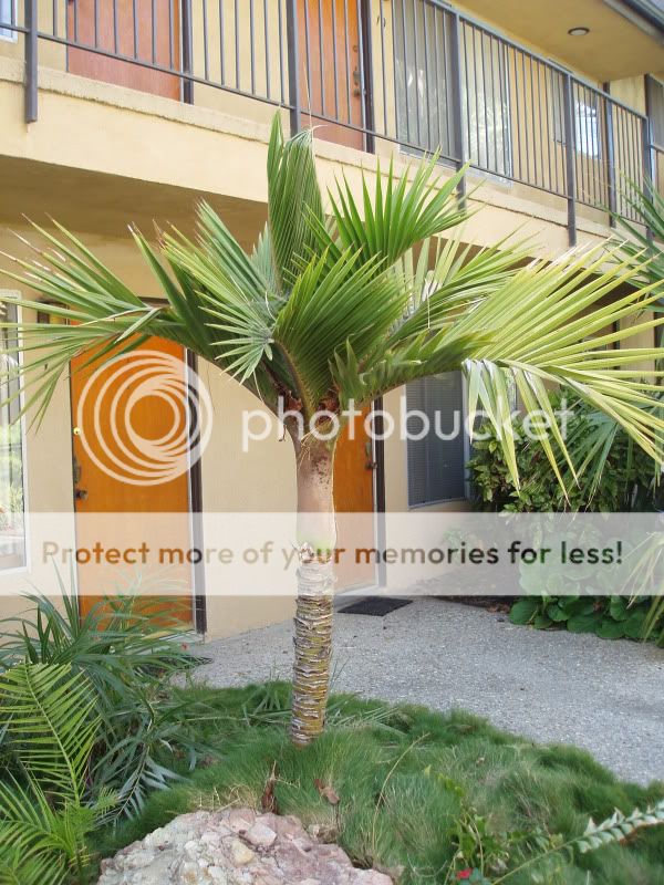 Lord Howe Island Palms - DISCUSSING PALM TREES WORLDWIDE - PalmTalk