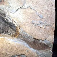 Transitional Fossils Chordate-Fish by Rachel Brown | Photobucket