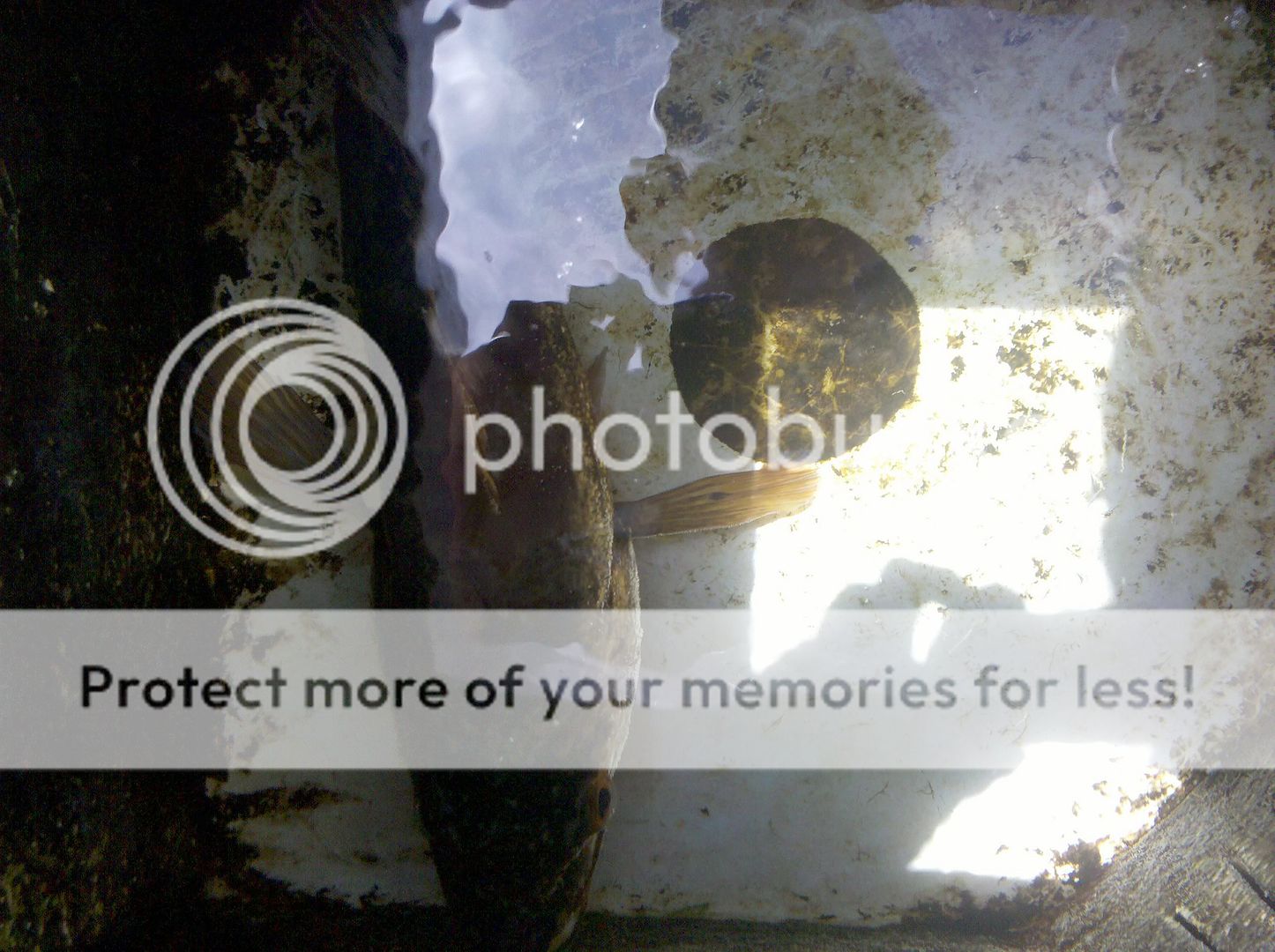 07.03.10 Solo BBFC Catalina Calico Fishing on the Coroloma | Bloodydecks