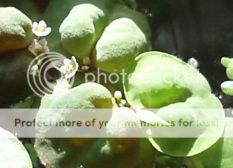 Red Root Floater In Bloom | The Planted Tank Forum