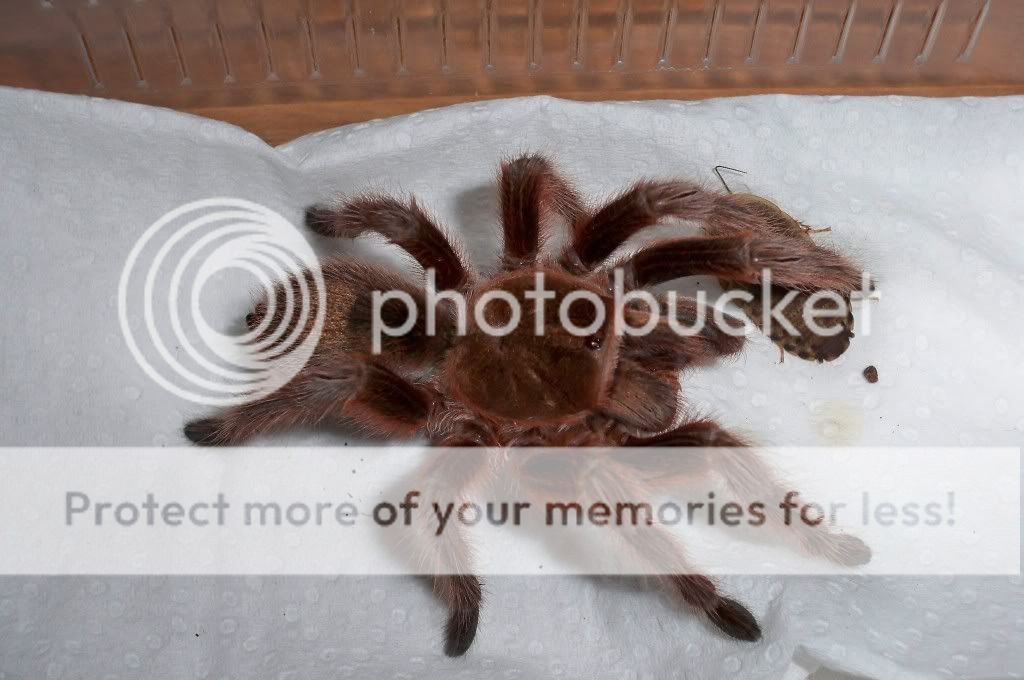 chilli rose | Reptile Forums