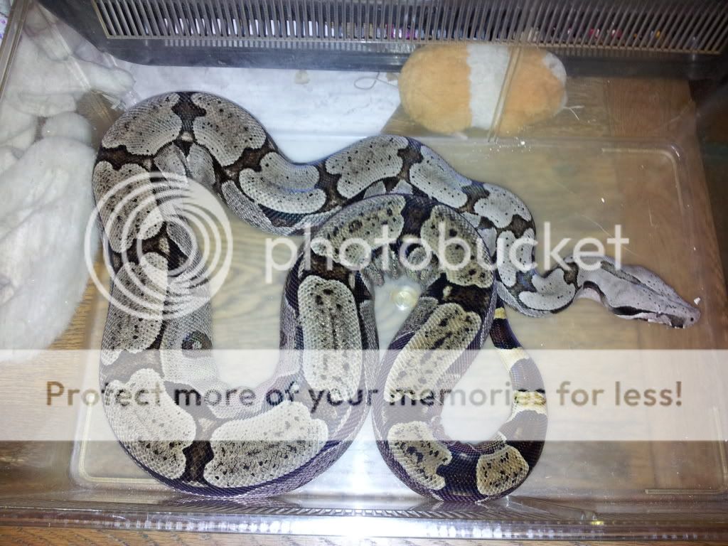 BOLIVIAN AMARALI [short tailed boa] | Reptile Forums