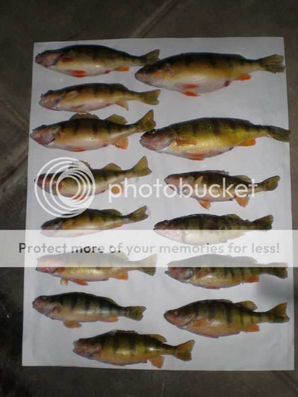 More Perch. | Colorado Fisherman Forum